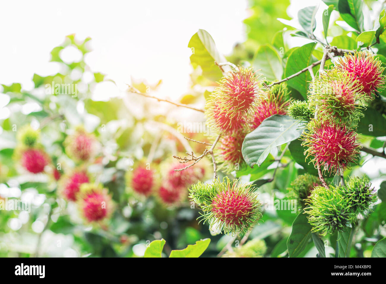 rambutan on tree with sun shining in the daytime Stock Photo - Alamy