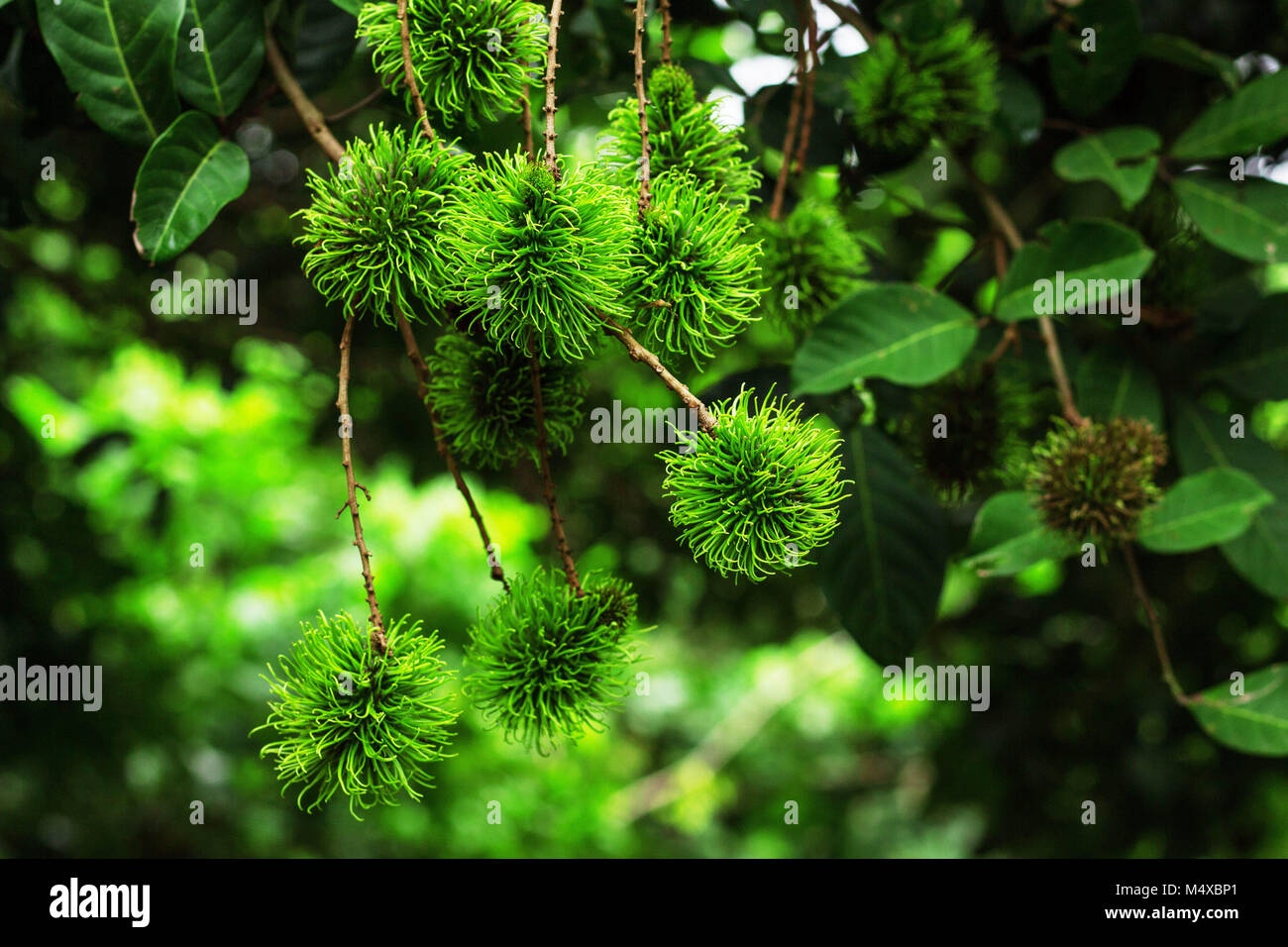 green of rambutan on the tree Stock Photo - Alamy