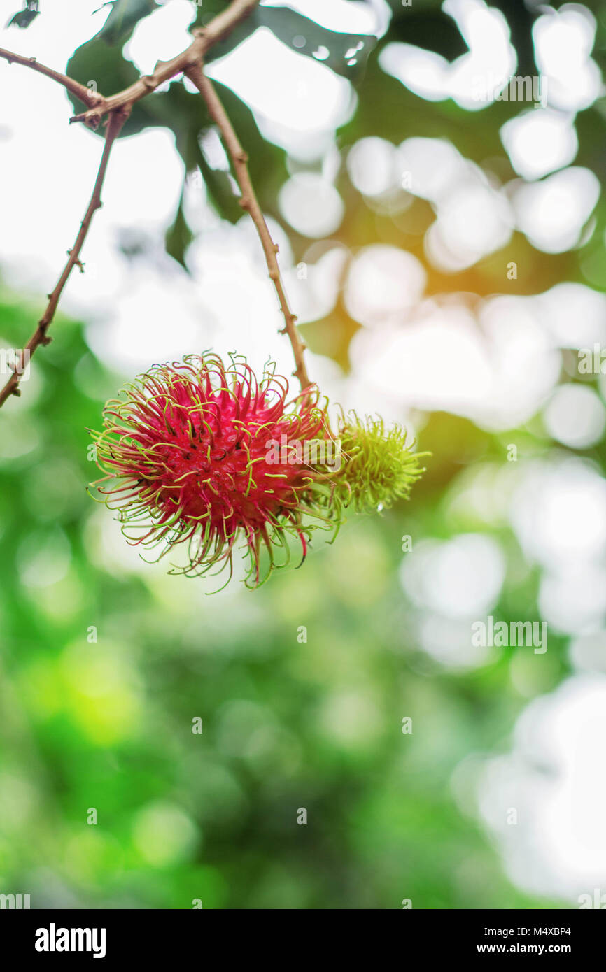 Rambutan on tree with natural green background Stock Photo - Alamy