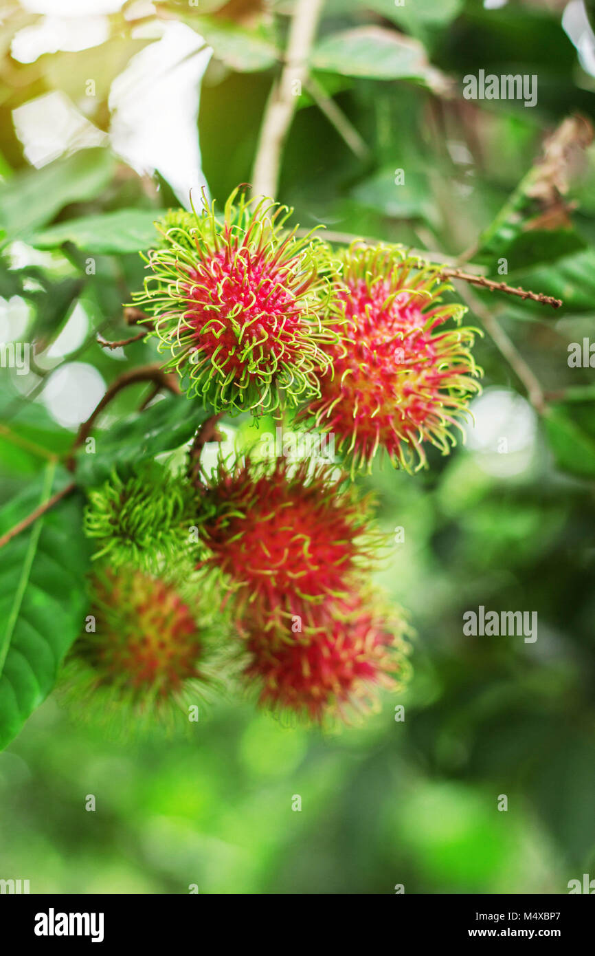 Rambutan on tree with green nature in the field Stock Photo - Alamy