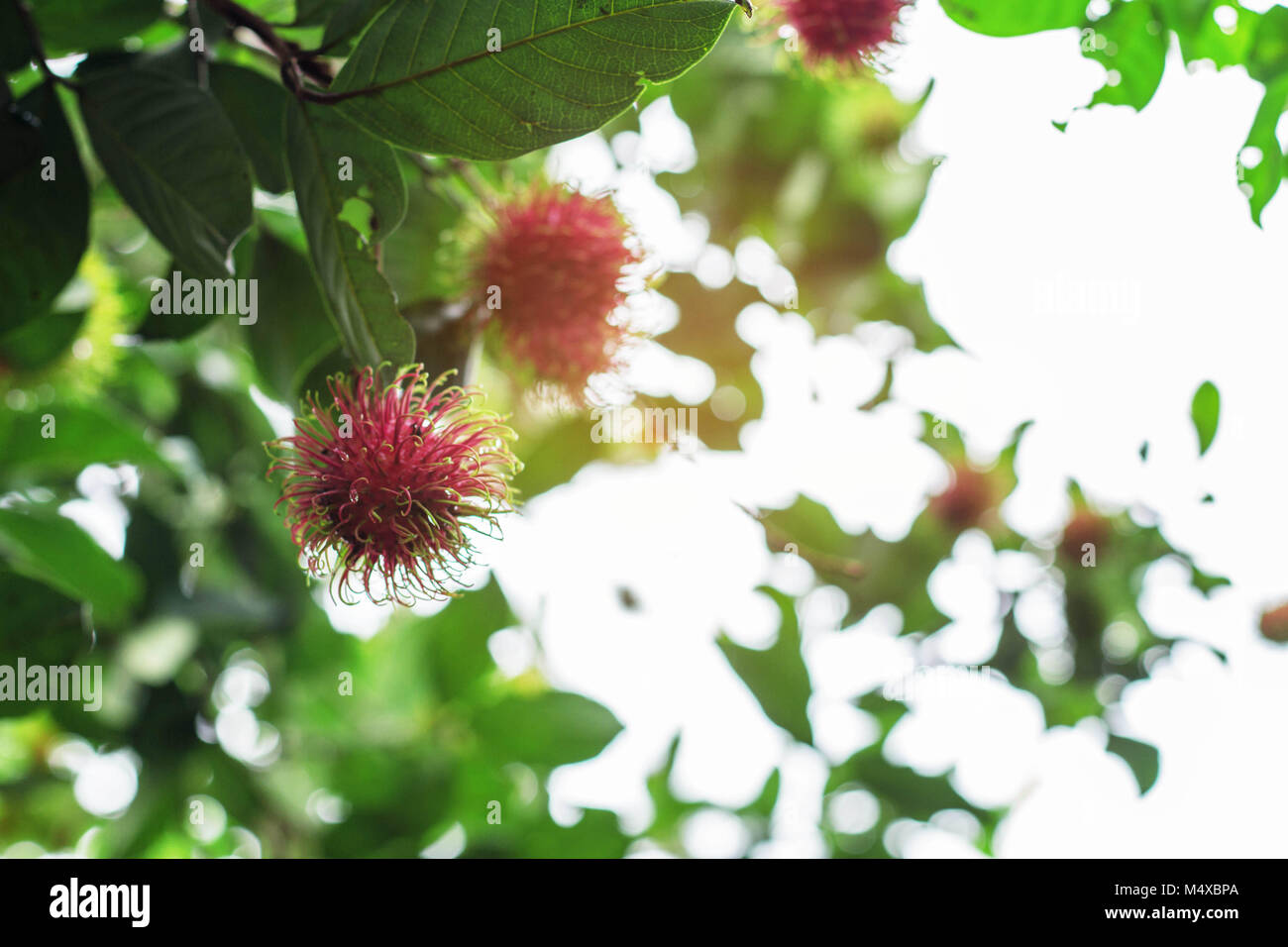 Rambutan rainforest hi-res stock photography and images - Alamy