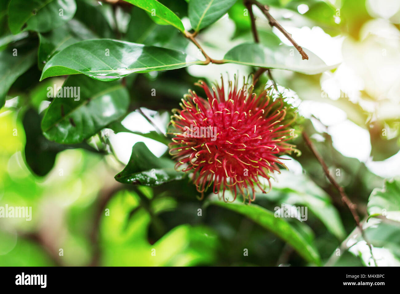 red rambutan with the sunlight Stock Photo - Alamy