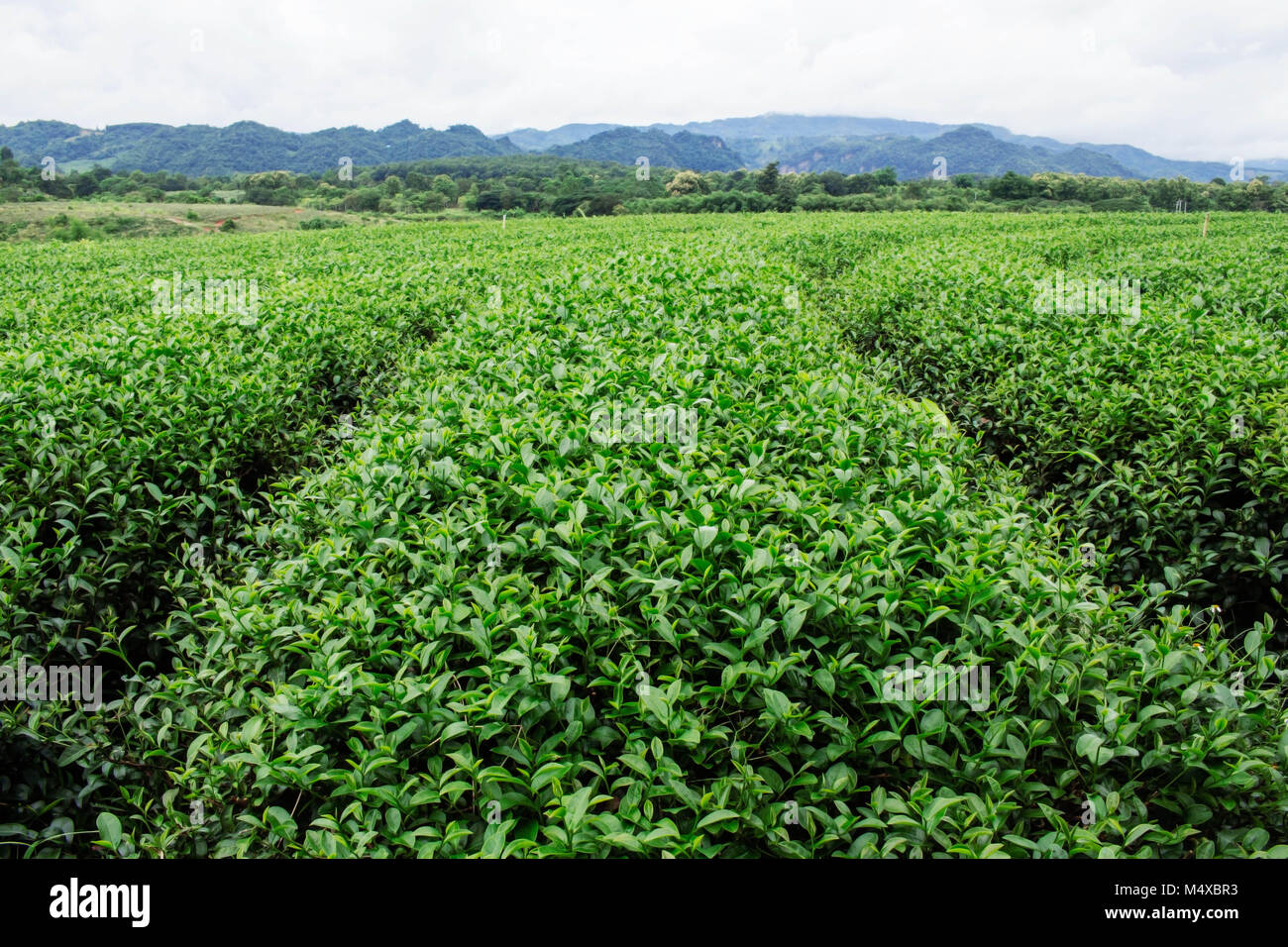 Green tea farm with the beauty of nature Stock Photo - Alamy