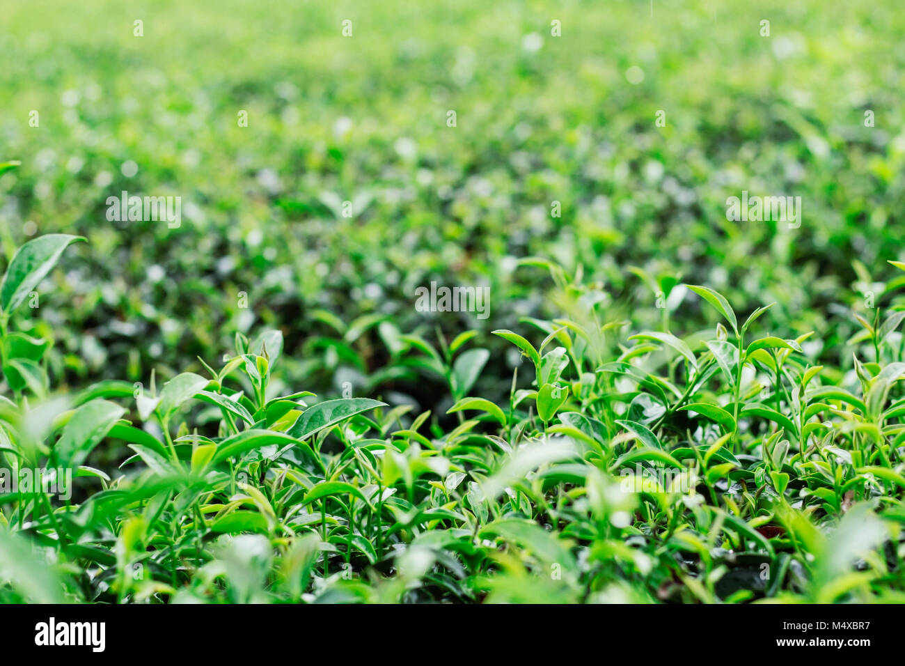 Leaves of tea growing with natural green background Stock Photo - Alamy