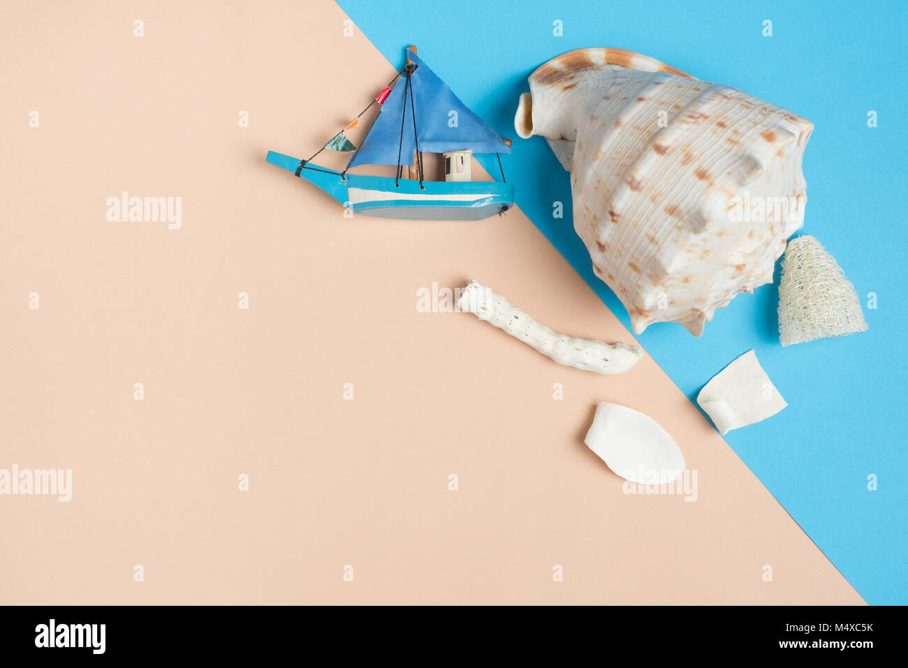 Shell Collection Display High Resolution Stock Photography and Images ...