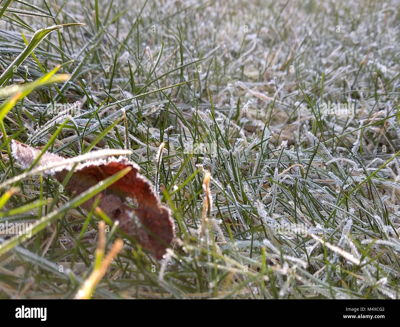 Frozen grass hi-res stock photography and images - Alamy
