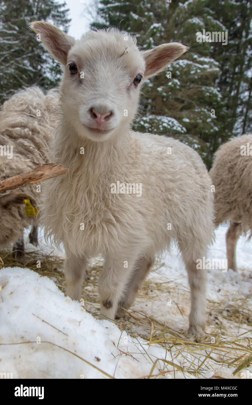 white lamb looking in to the lens close up Stock Photo - Alamy