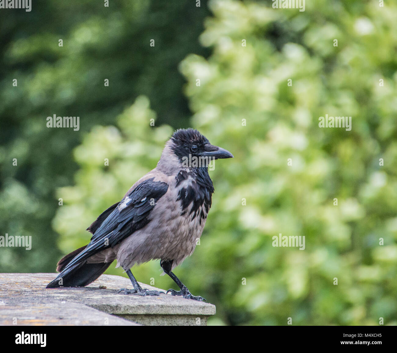 Corvus corone, black and grey carrion crow Stock Photo - Alamy