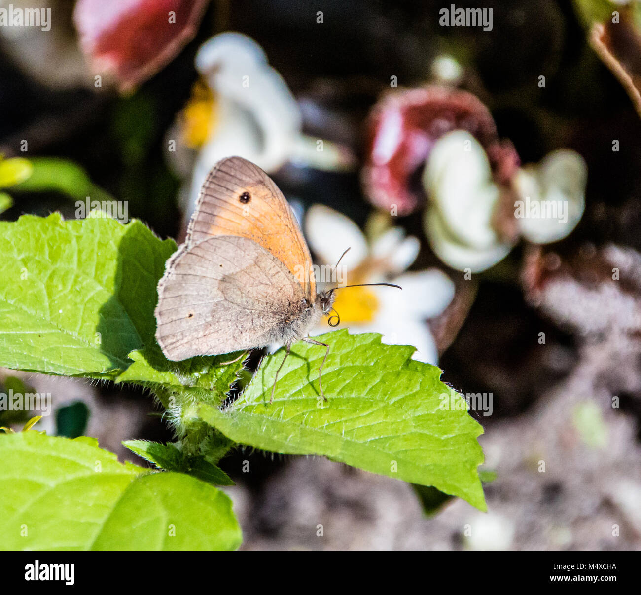 Aphantopus hyperantus, brown ringlet butterfly on a purple flower Stock ...
