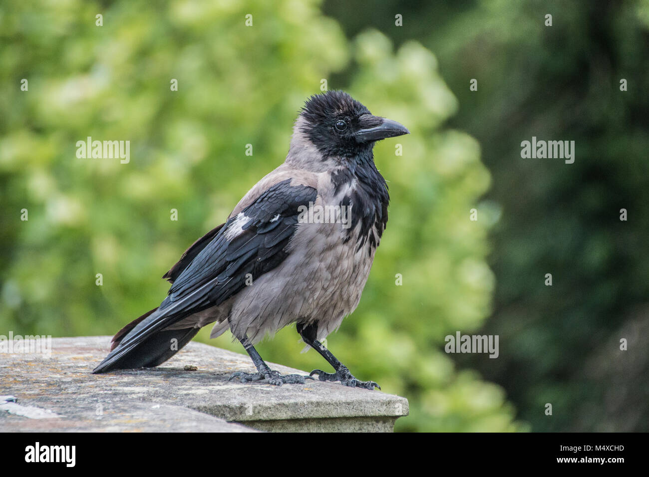 Black and grey crow hi-res stock photography and images - Alamy