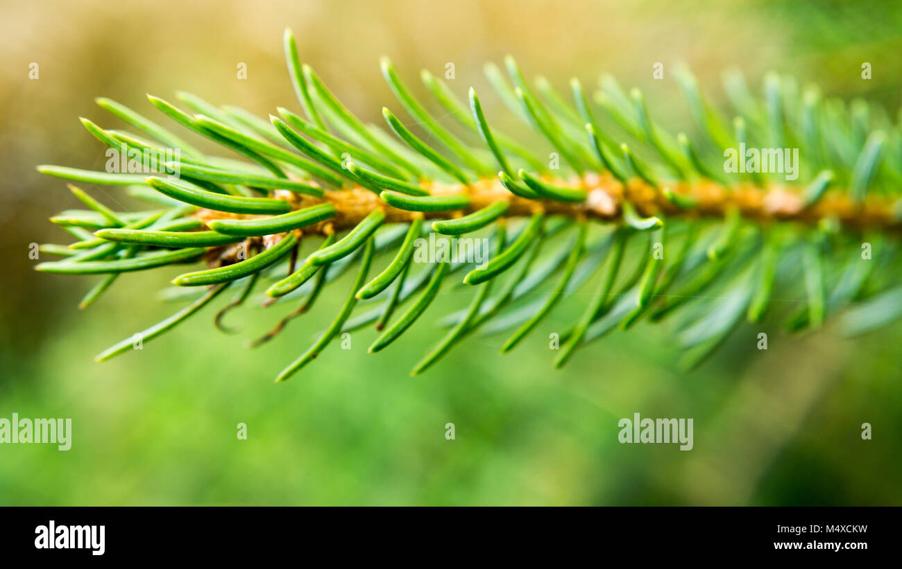 Sprig Of Conifer High Resolution Stock Photography and Images - Alamy