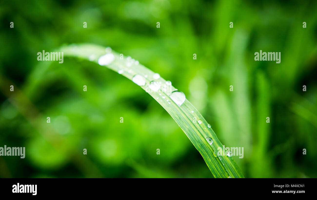 Drops water on blade hi-res stock photography and images - Alamy