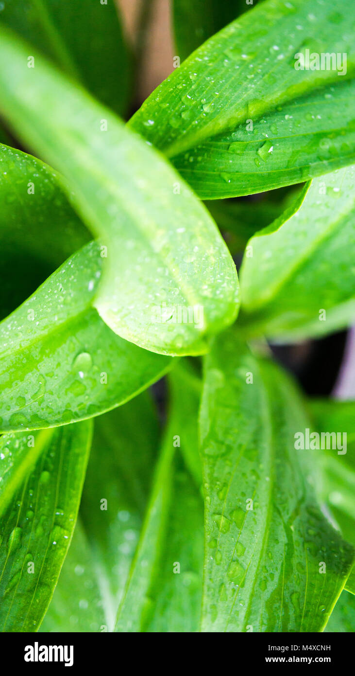 Long leaf hi-res stock photography and images - Alamy