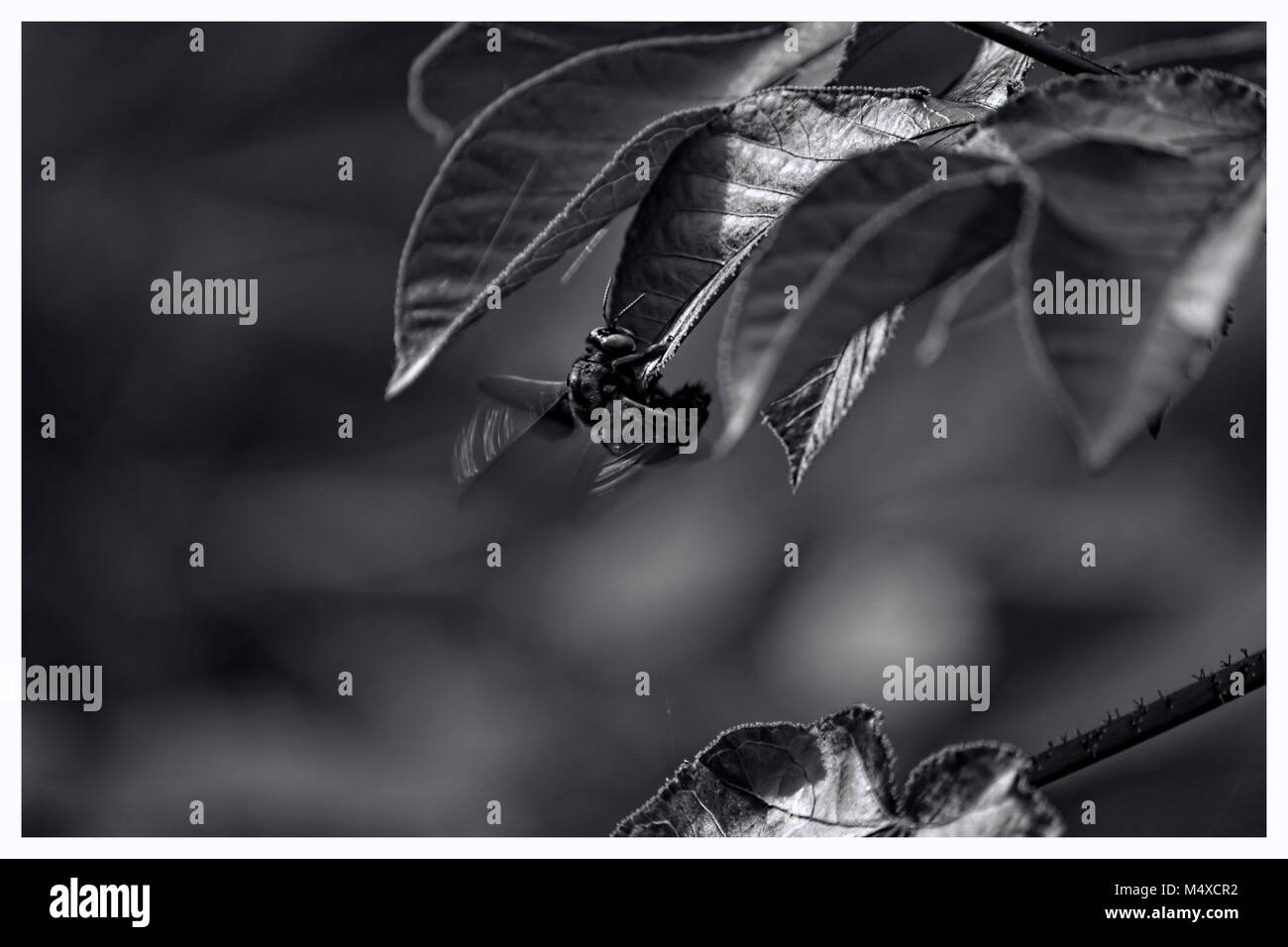 Flying Insect On Wild Leaf - Black and White Stock Photo - Alamy