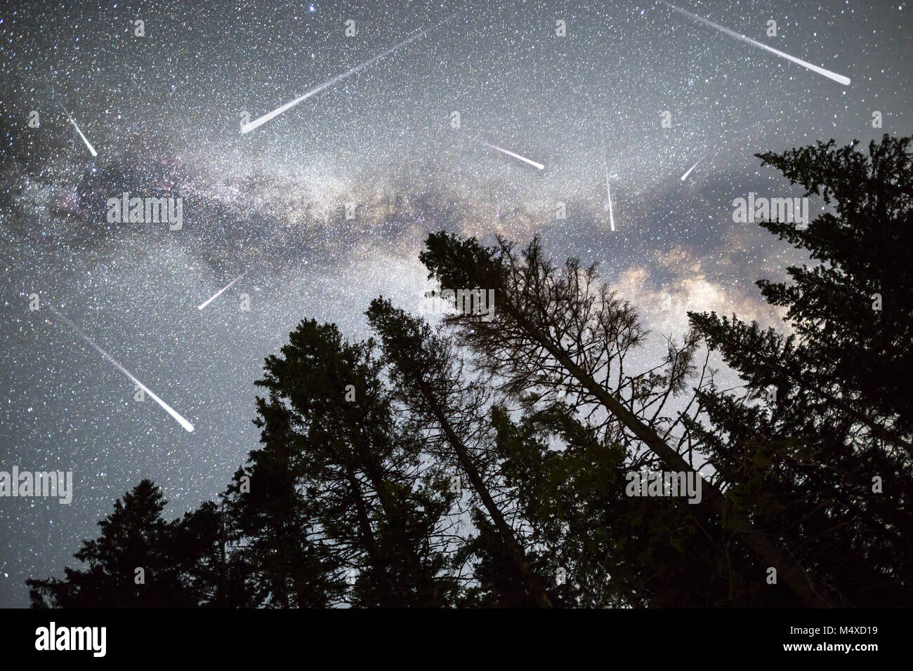 Trees silhouette hi-res stock photography and images - Alamy