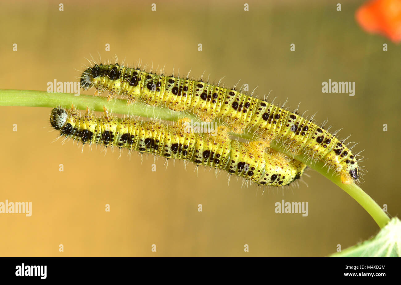 Cabbage white butterfly caterpillar hi-res stock photography and images ...