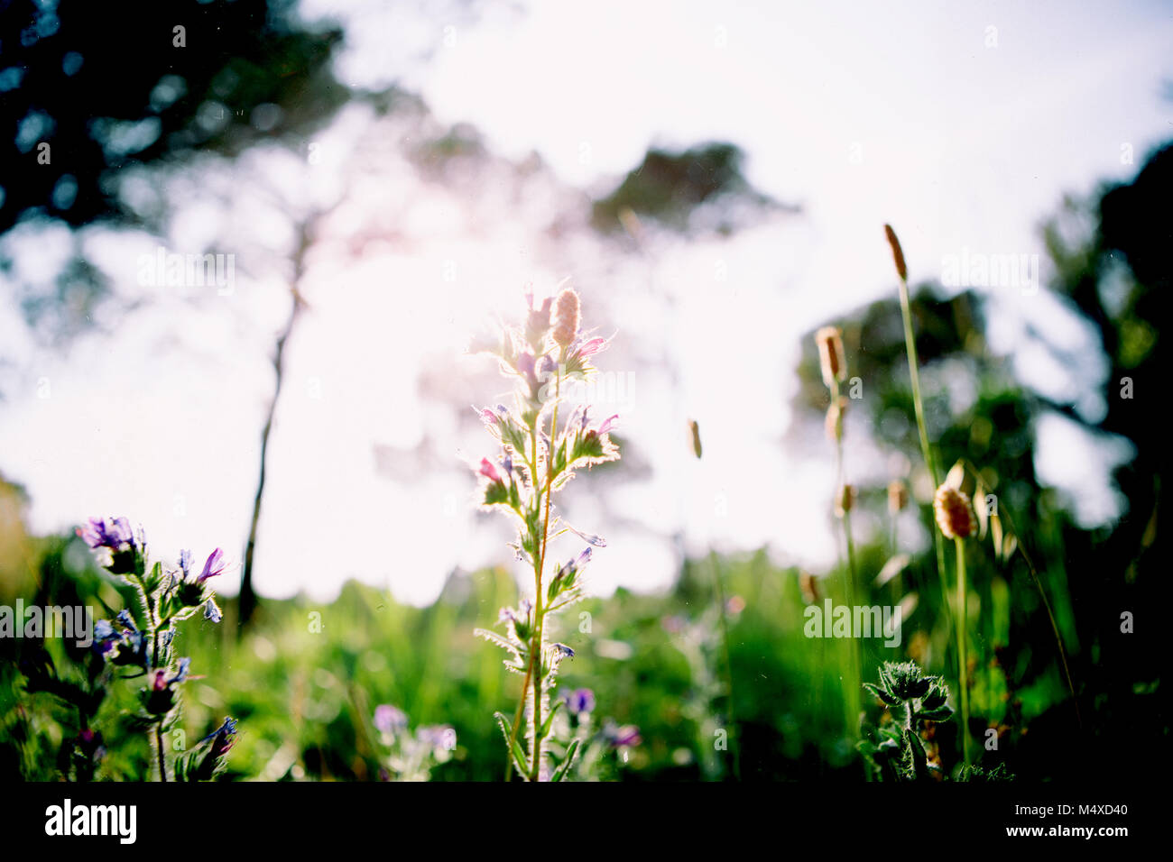 Oleander der provence hi-res stock photography and images - Alamy
