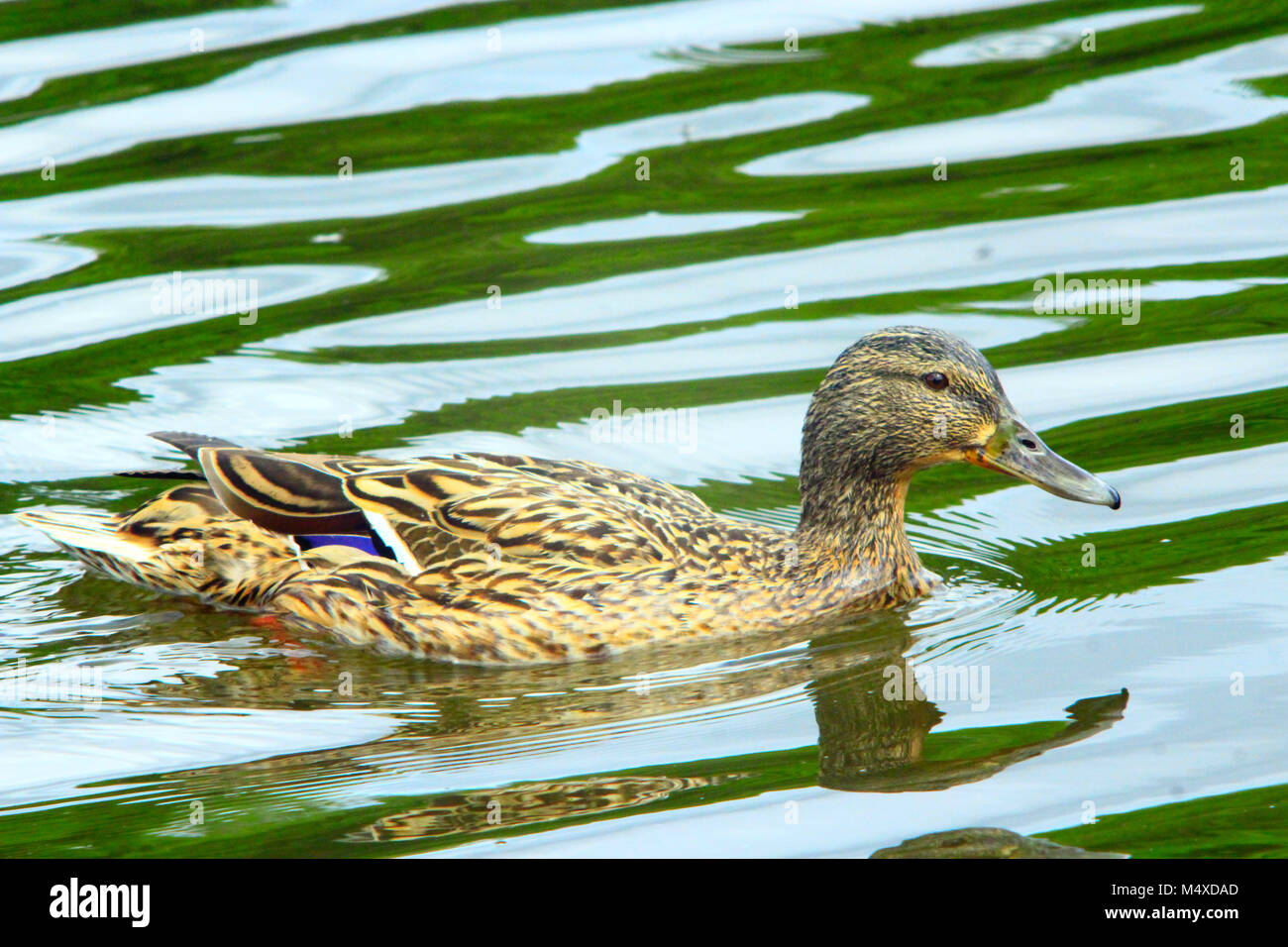 Grey Duck Stock Photos & Grey Duck Stock Images - Alamy