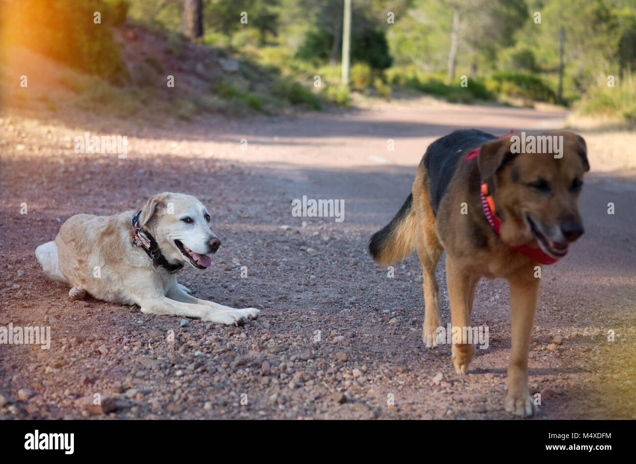 Double sun dogs hi-res stock photography and images - Alamy