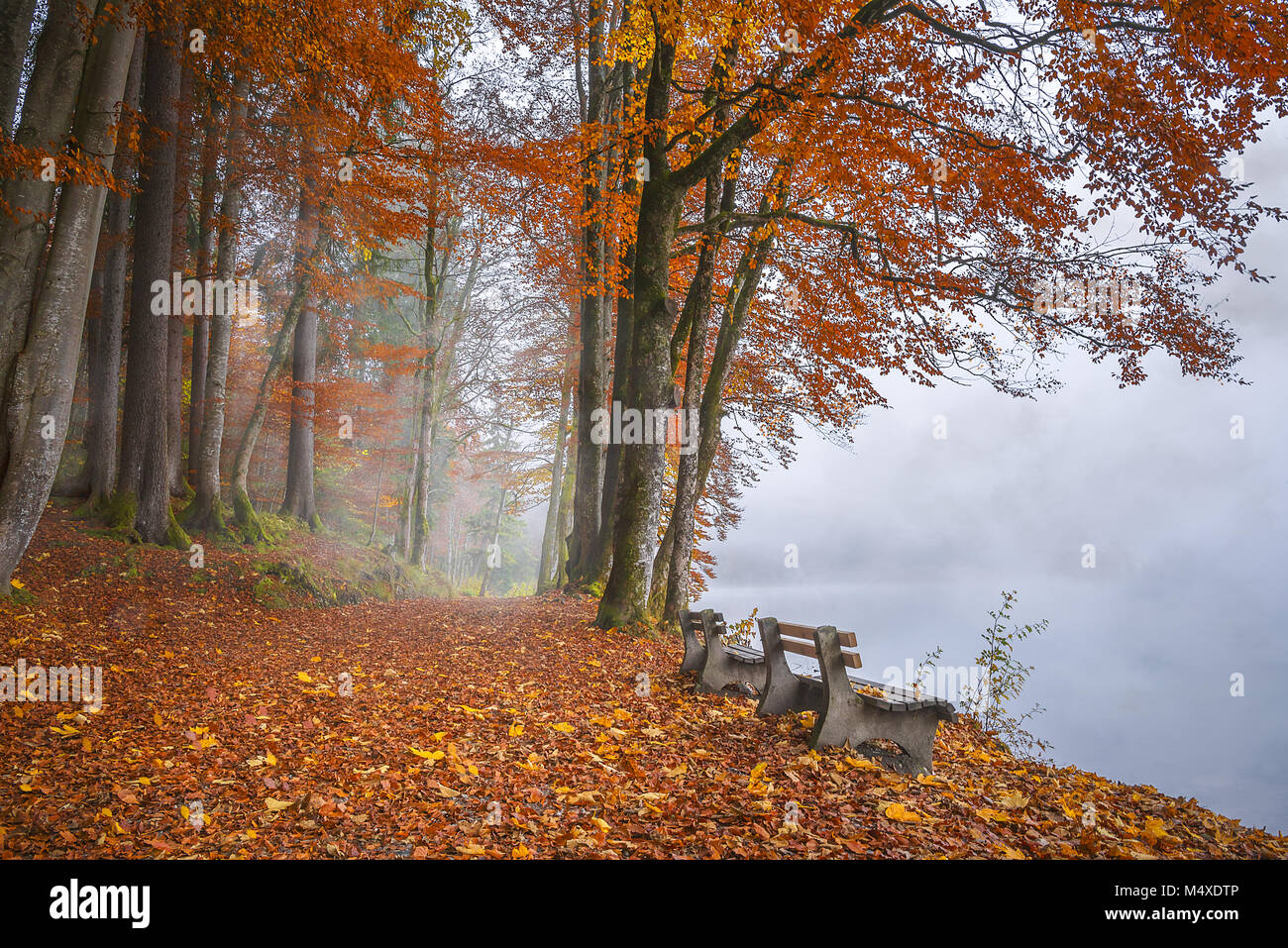 Misty lake shore and autumn woods Stock Photo - Alamy
