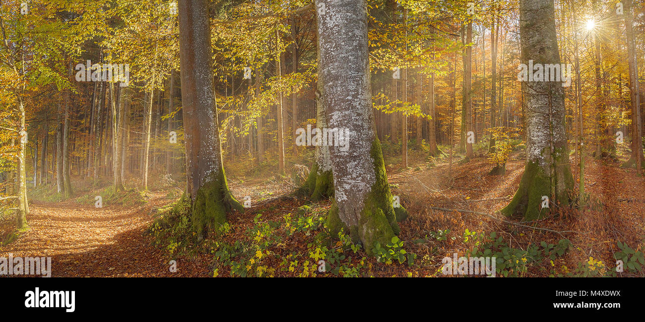 Bright november sunshine hi-res stock photography and images - Alamy