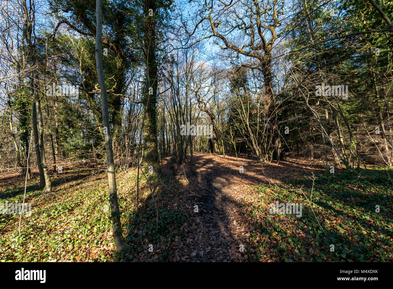 In The Woods, Cramlington, Northumberland, England Stock Photo - Alamy