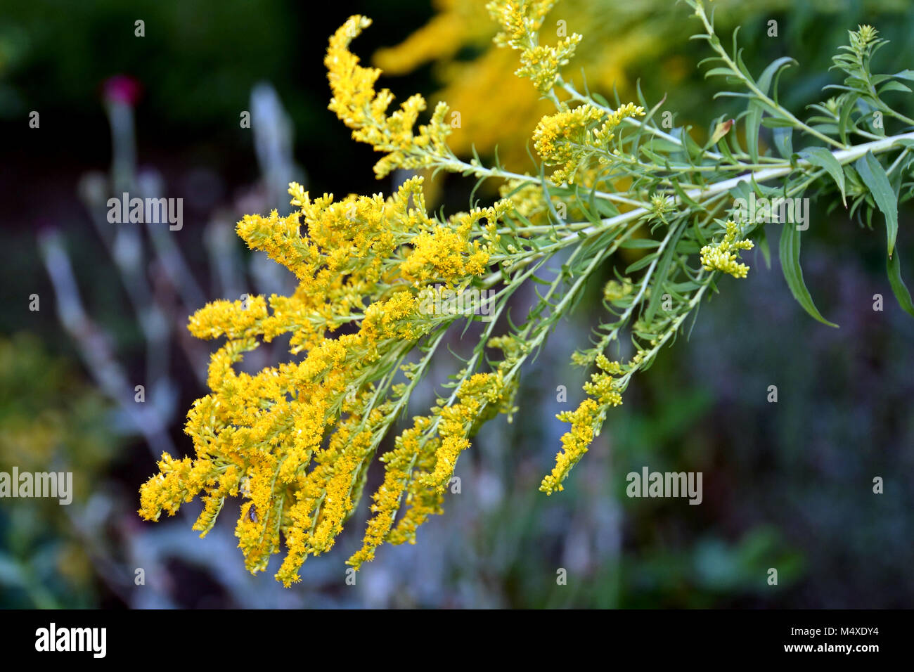 Giant goldenrod solidago gigantea hi-res stock photography and images ...