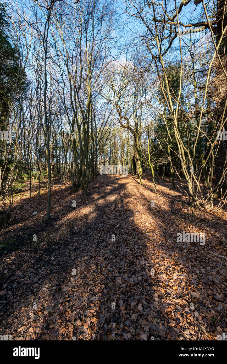 In The Woods, Cramlington, Northumberland, England Stock Photo - Alamy
