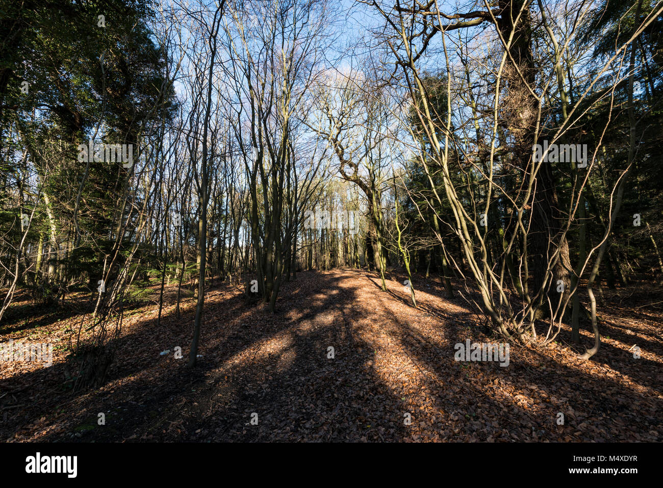 In The Woods, Cramlington, Northumberland, England Stock Photo - Alamy