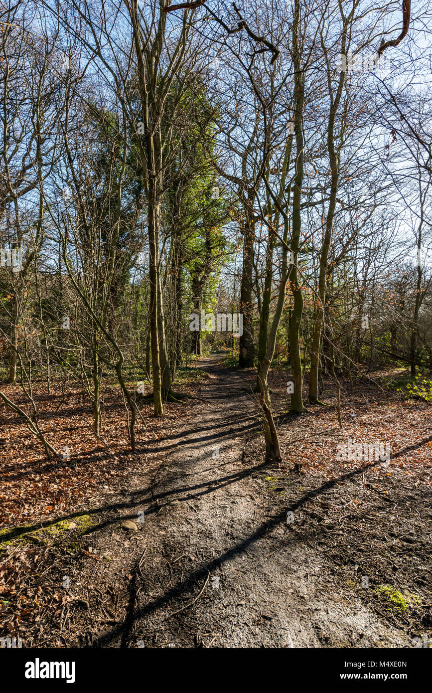 In The Woods, Cramlington, Northumberland, England Stock Photo - Alamy