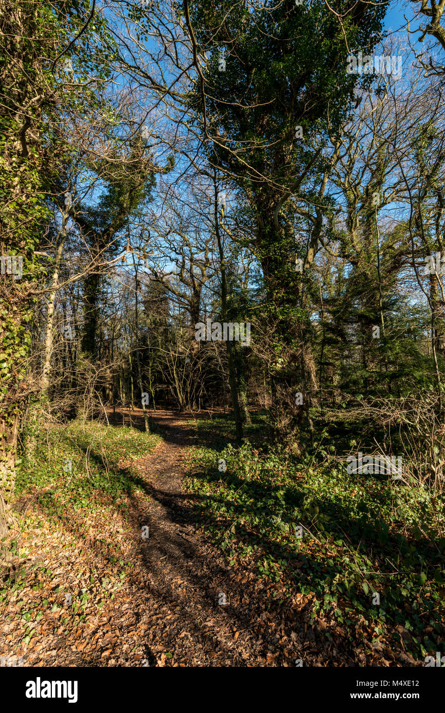 In The Woods, Cramlington, Northumberland, England Stock Photo - Alamy