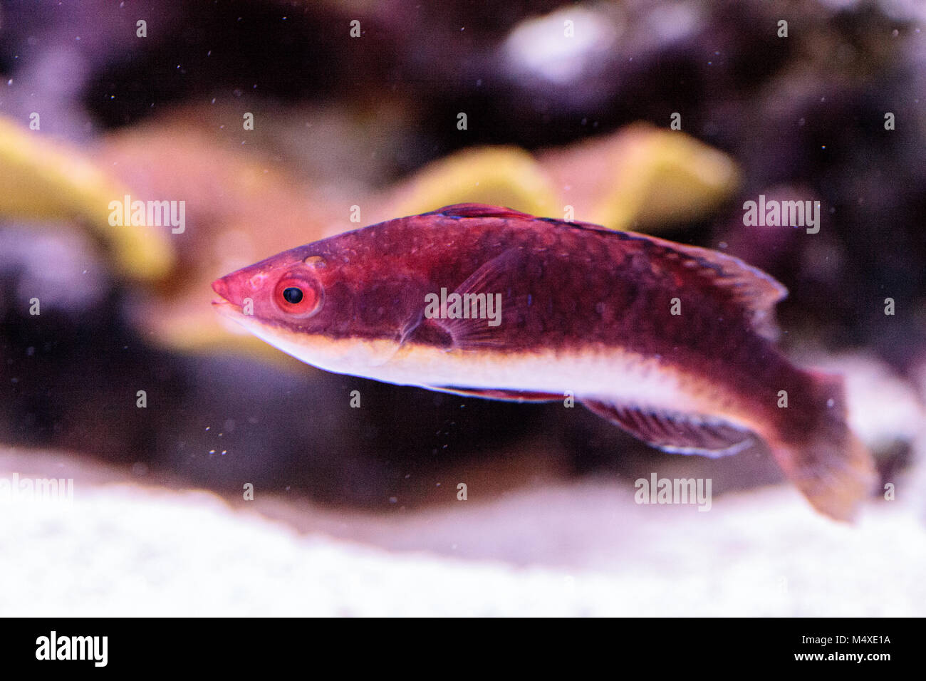 Dark red Cirrhilabrus sailfin fairy wrasse Stock Photo - Alamy