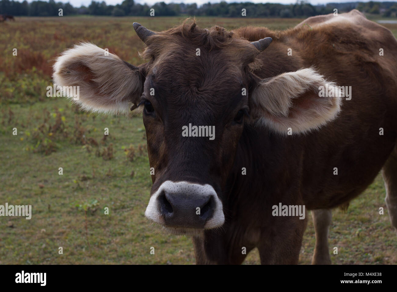 Braun cow hi-res stock photography and images - Alamy
