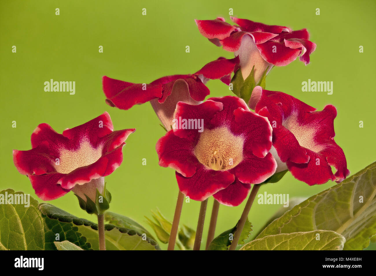 Pink gloxinia hi-res stock photography and images - Alamy