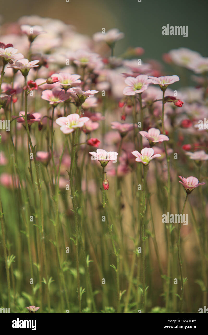 flowering bright flowers background Stock Photo - Alamy
