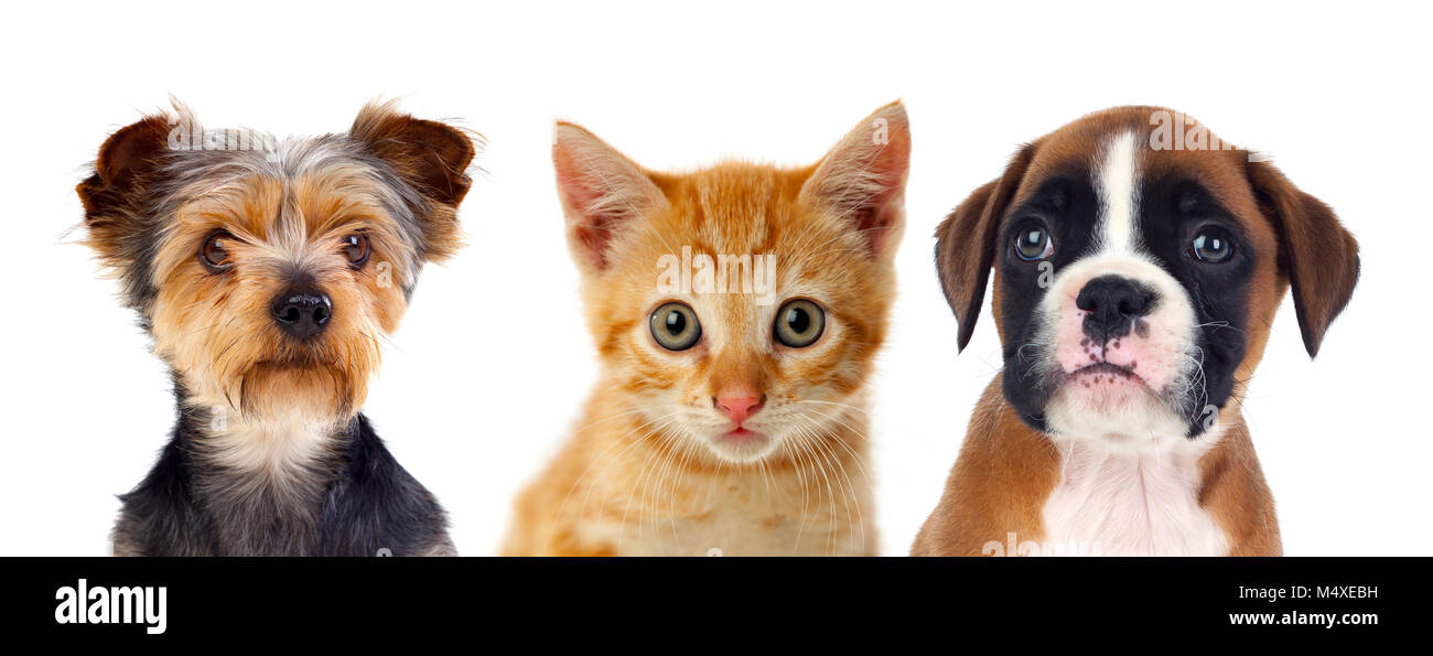 Three young pets isolated on a white background Stock Photo - Alamy