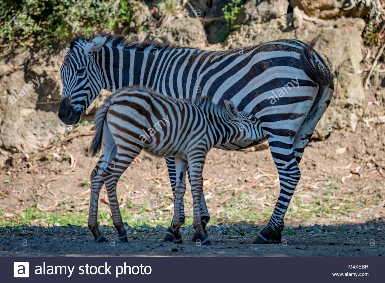 Grevy Zebra Stock Photos & Grevy Zebra Stock Images - Alamy