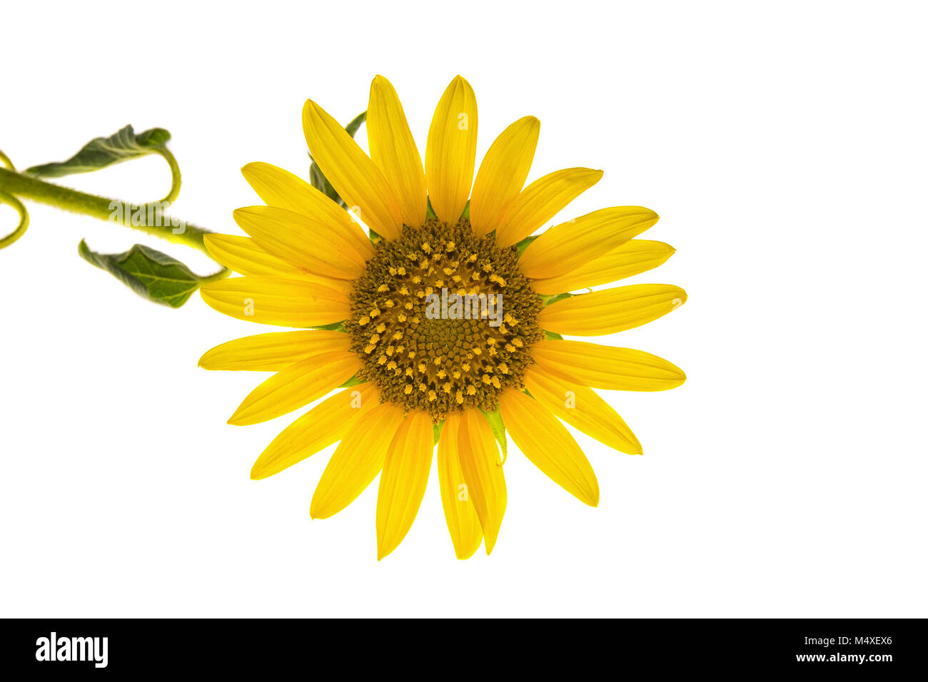 Young shine Cut Out Stock Images & Pictures - Alamy