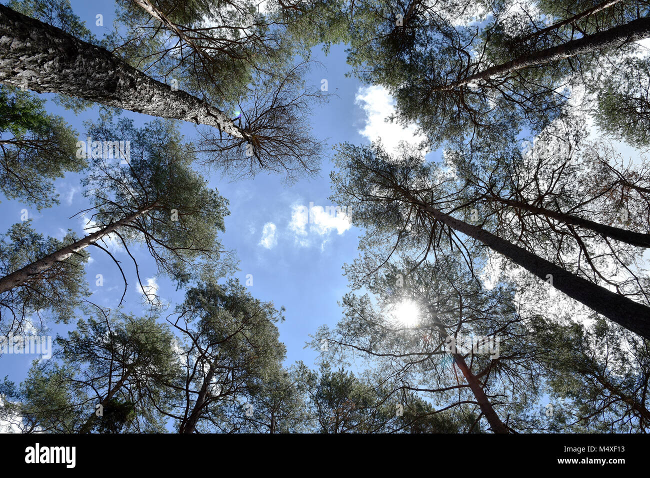 Treetop hi-res stock photography and images - Alamy