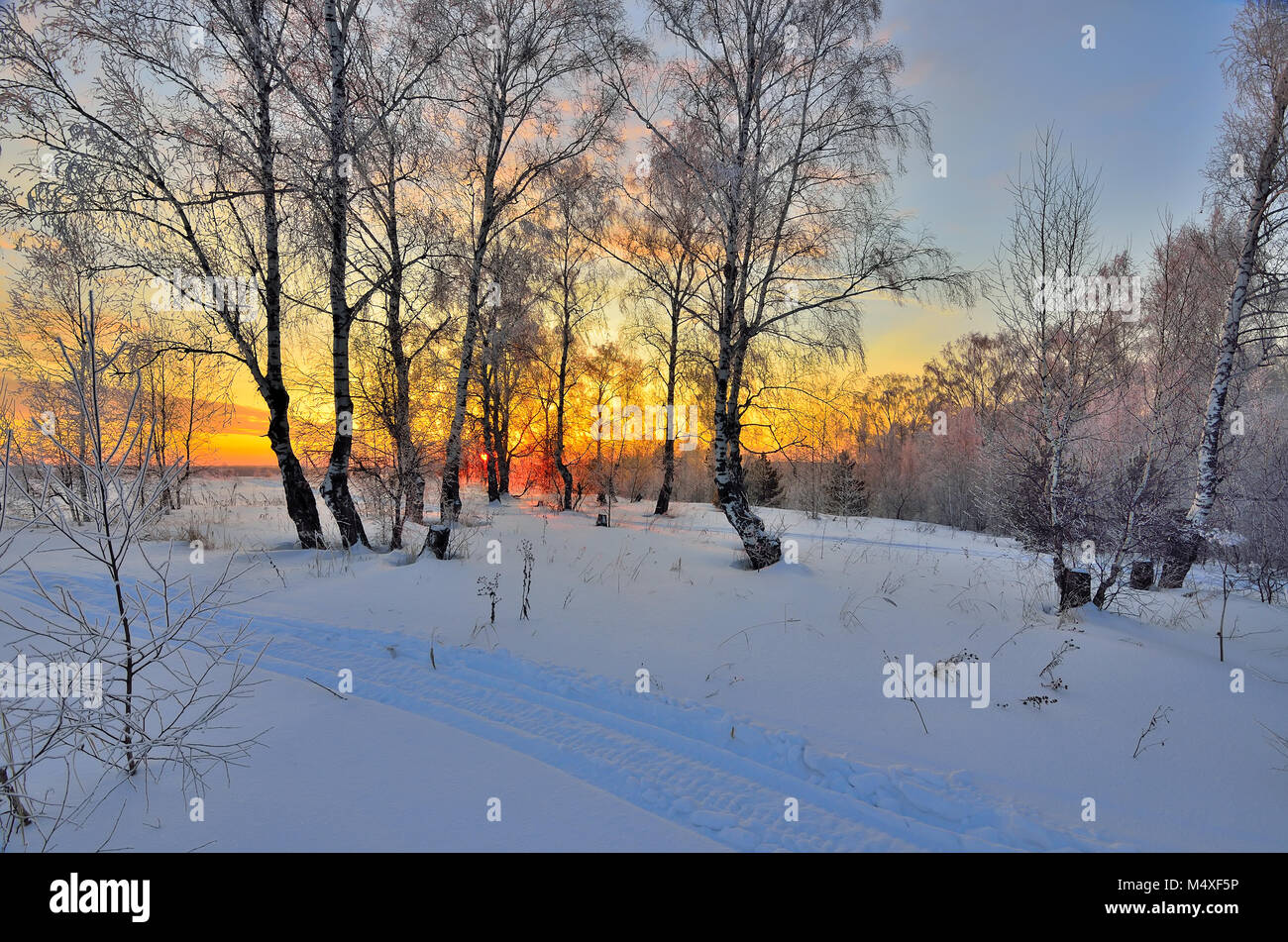 Birch forest dusk hi-res stock photography and images - Alamy