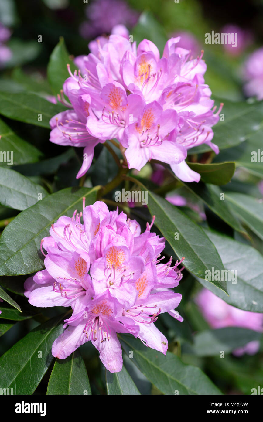 Close-up of blooms of Rhododendron ponticum, also called common ...