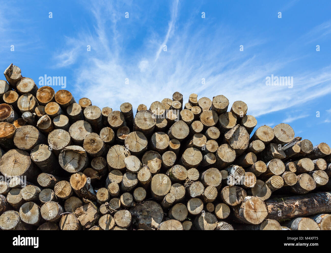 Stack of cut timber Stock Photo - Alamy