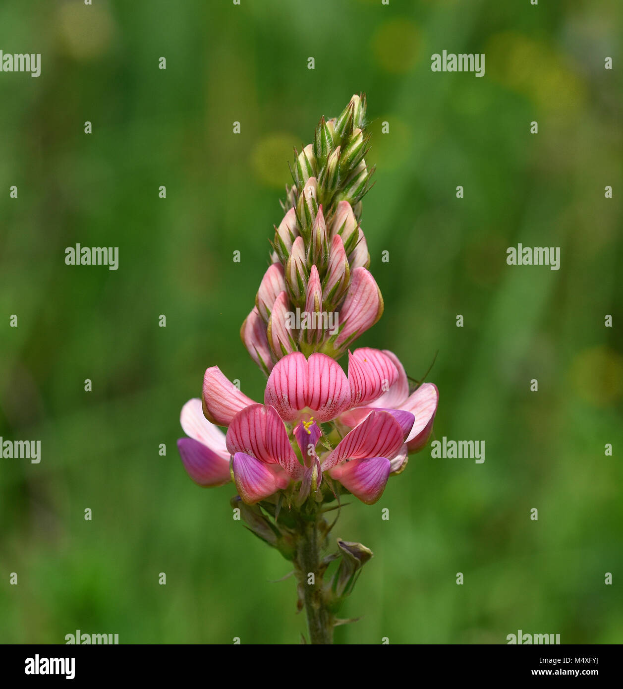 sainfoin; holy grass Stock Photo - Alamy