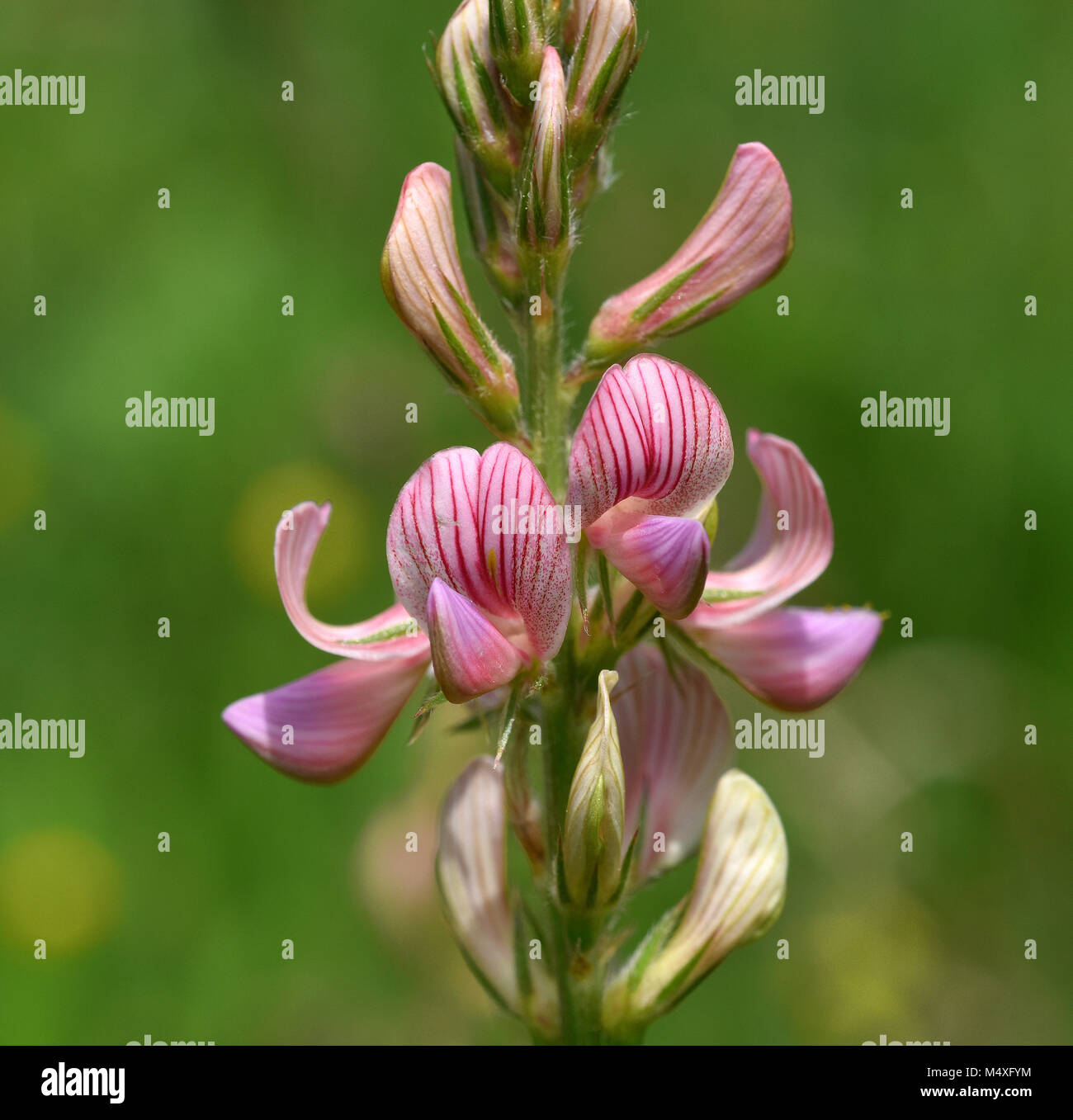 sainfoin; holy grass Stock Photo - Alamy