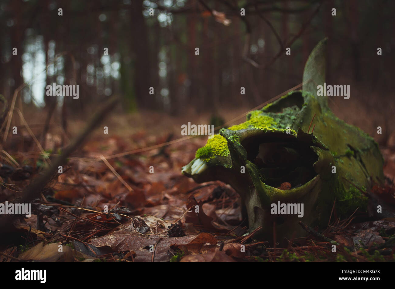 the skull of a dead animal in the woods, green moss, bones of cattle ...