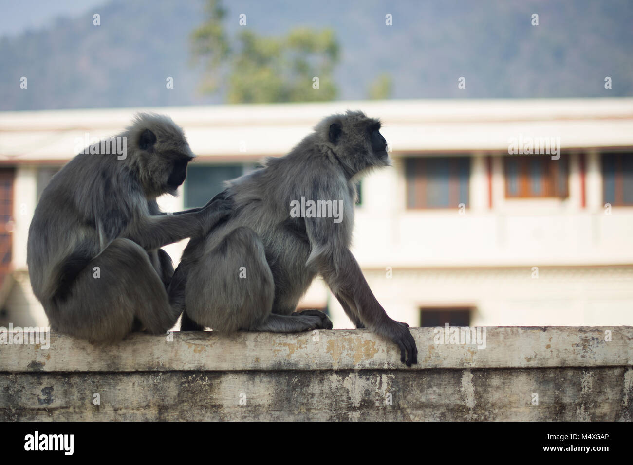 Monkeys in Rishikesh, India Stock Photo - Alamy