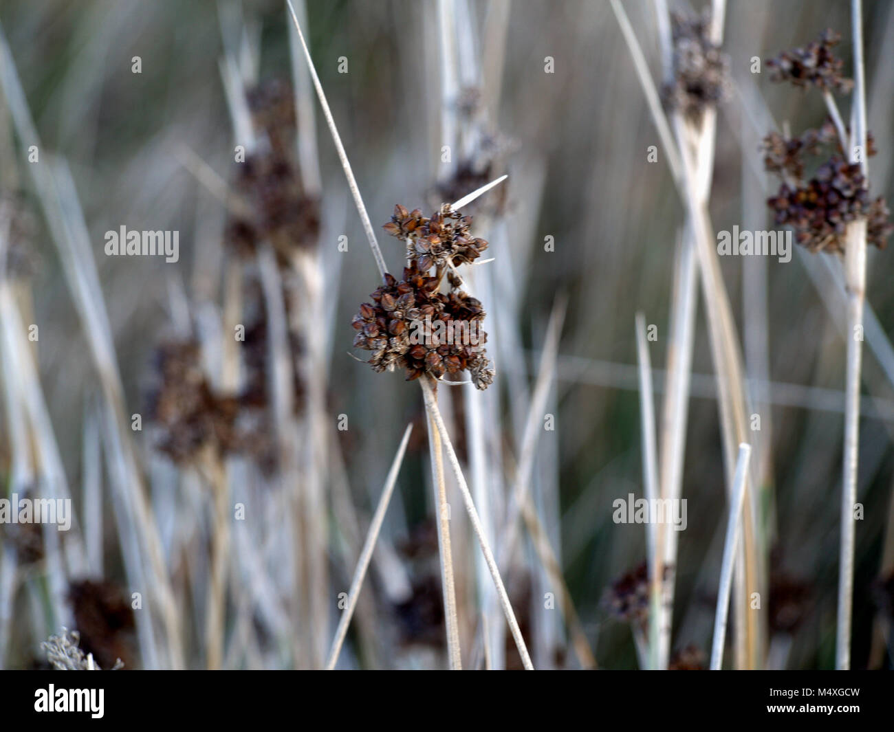 Reeds grasses border hi-res stock photography and images - Alamy