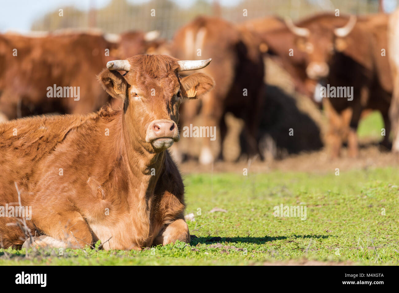 Farmers field in angus hi-res stock photography and images - Alamy