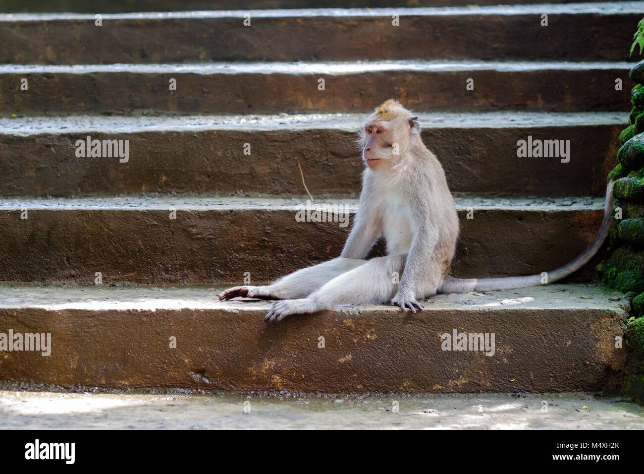 Sad wild monkey sits on stairs. He is tired Stock Photo - Alamy