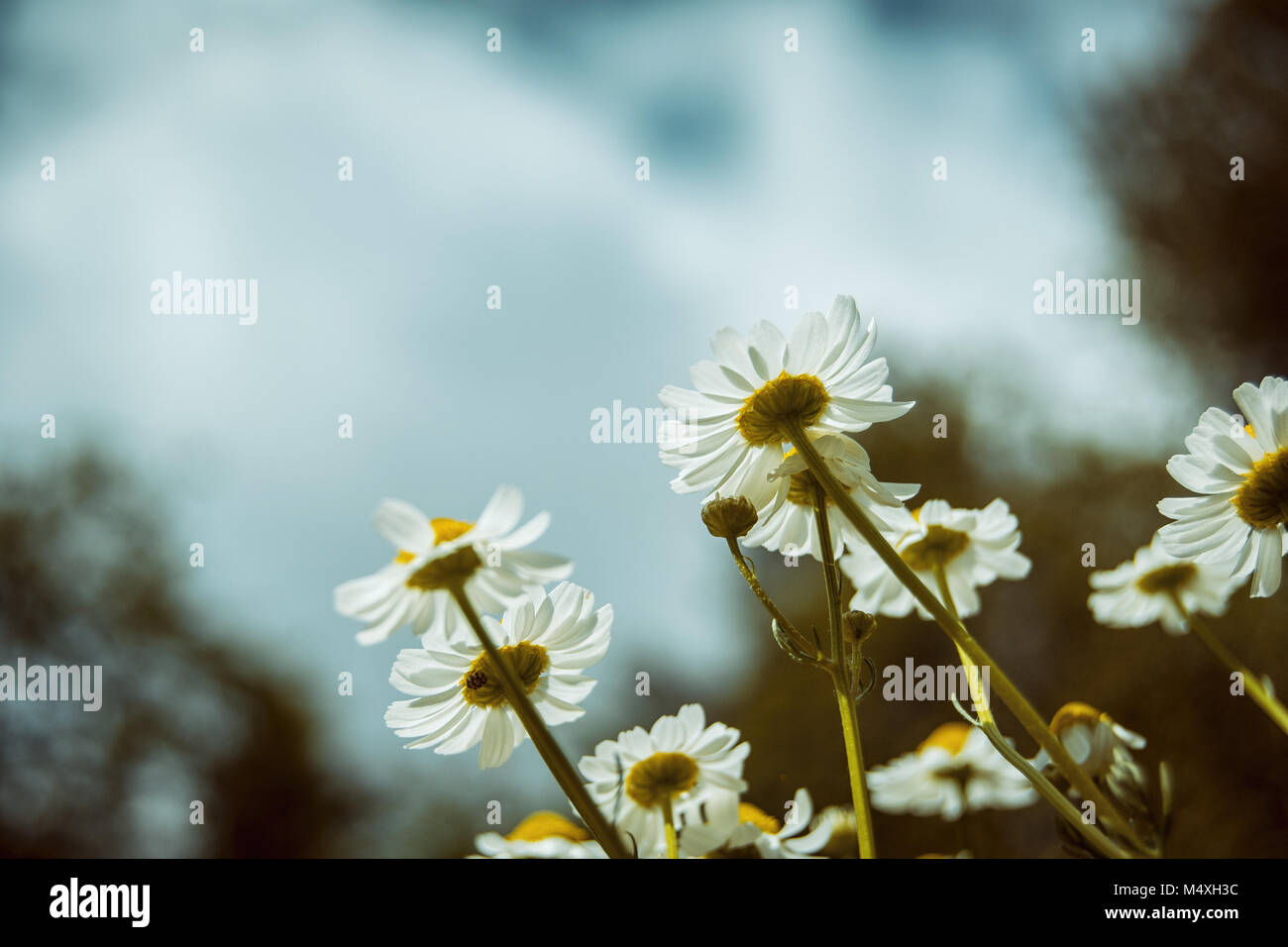 bottom view of chamomile flowers Stock Photo - Alamy